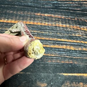 Real Wild Turkey Foot Taxidermy Mount Art Feet Voodoo Unique Christmas ...