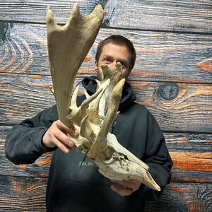 Trophy Whitetail Deer South Dakota Cactus Buck Skull Antler Mount Horn ...