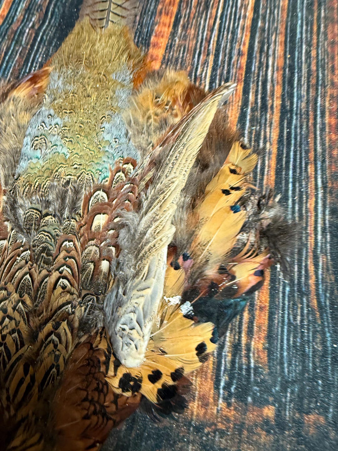 Real Ringneck Pheasant Skin Feather Millinery Bustle Western Decor Art ...