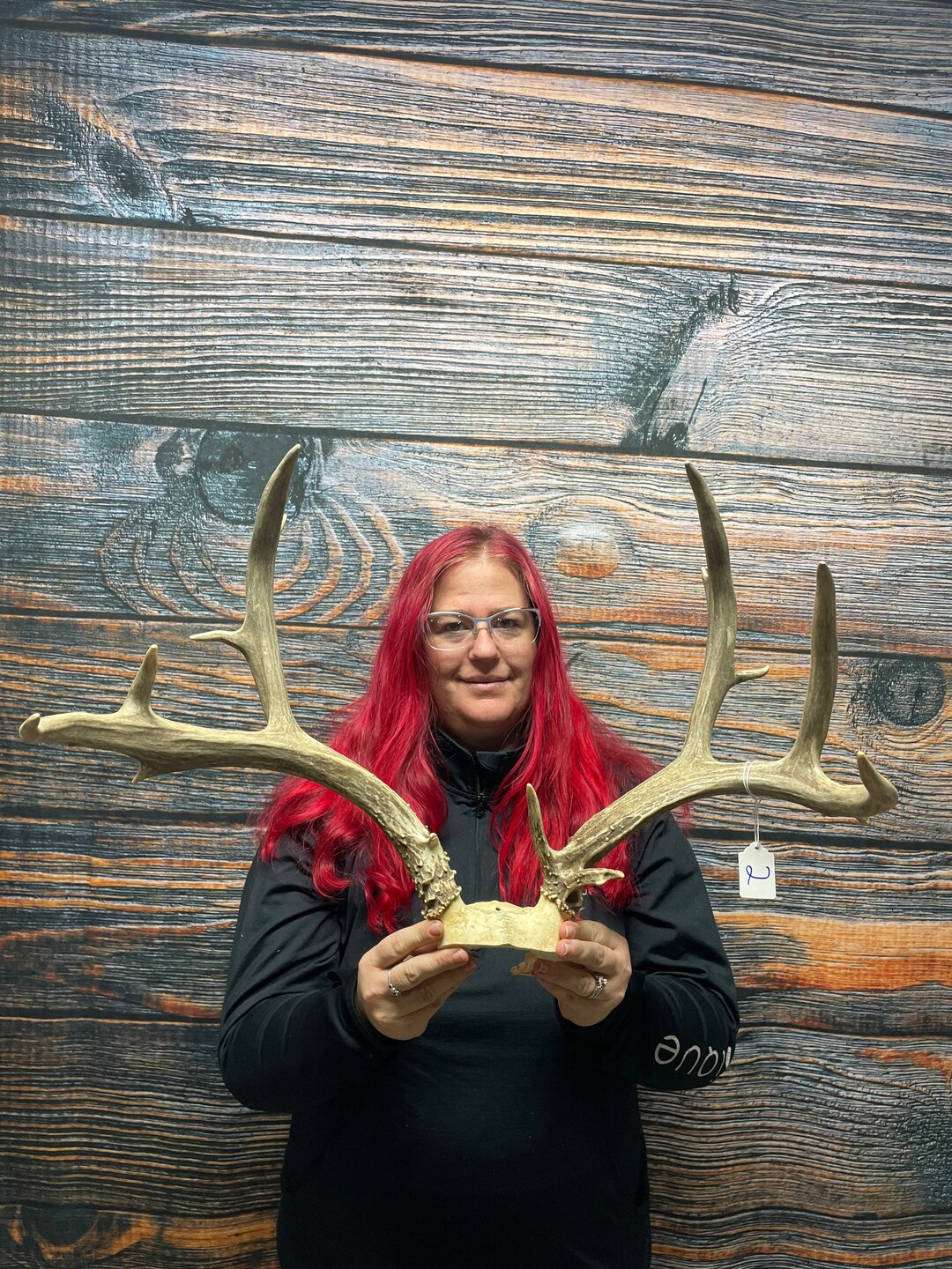 Trophy Wild 12 Point Mule Deer Rack Antler Real Animal Mount Cape Cabin ...