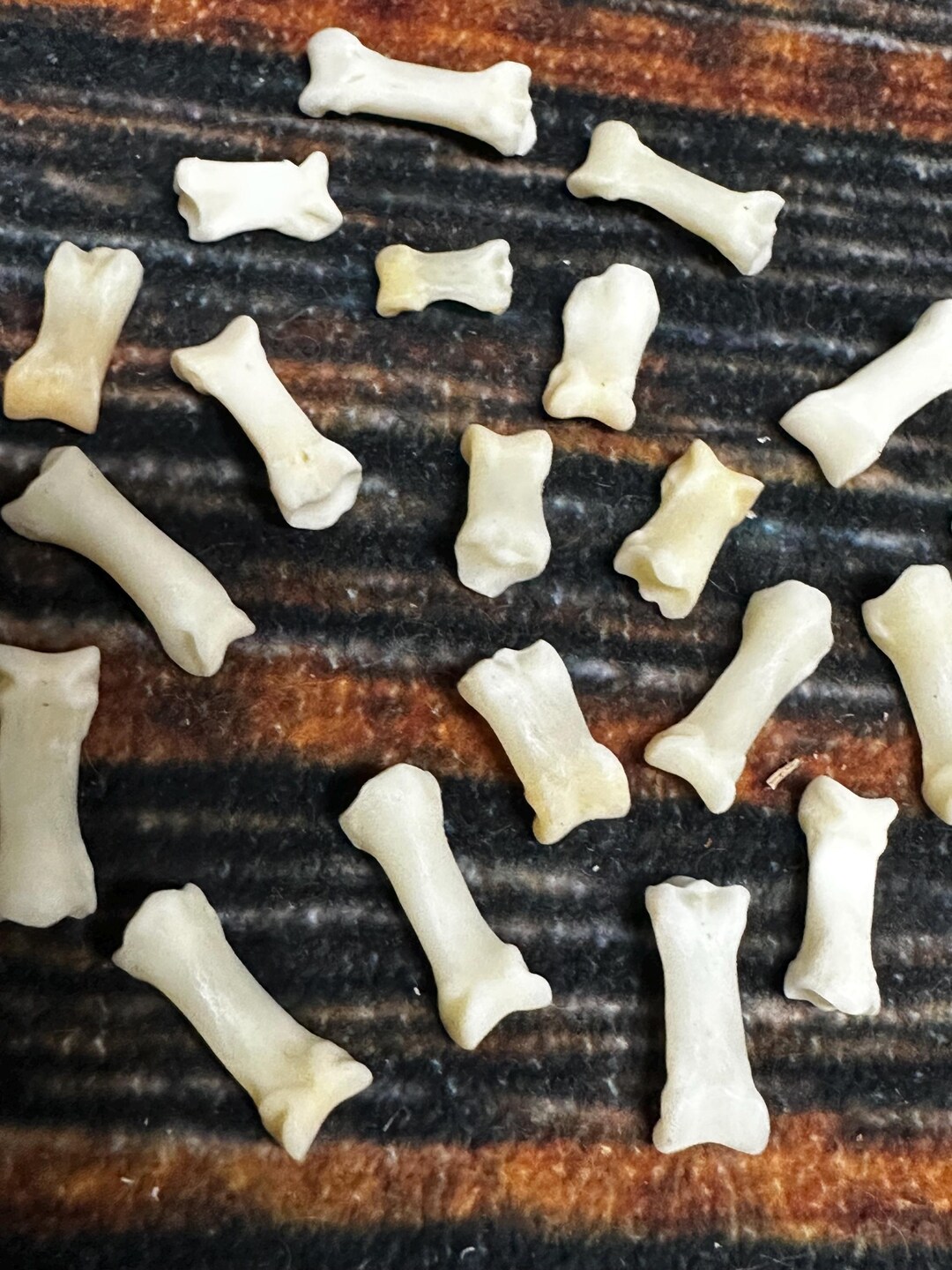 20 Real Coyote FRONT Toe Bone Mountain Man Craft Art Supplies Jewelry ...