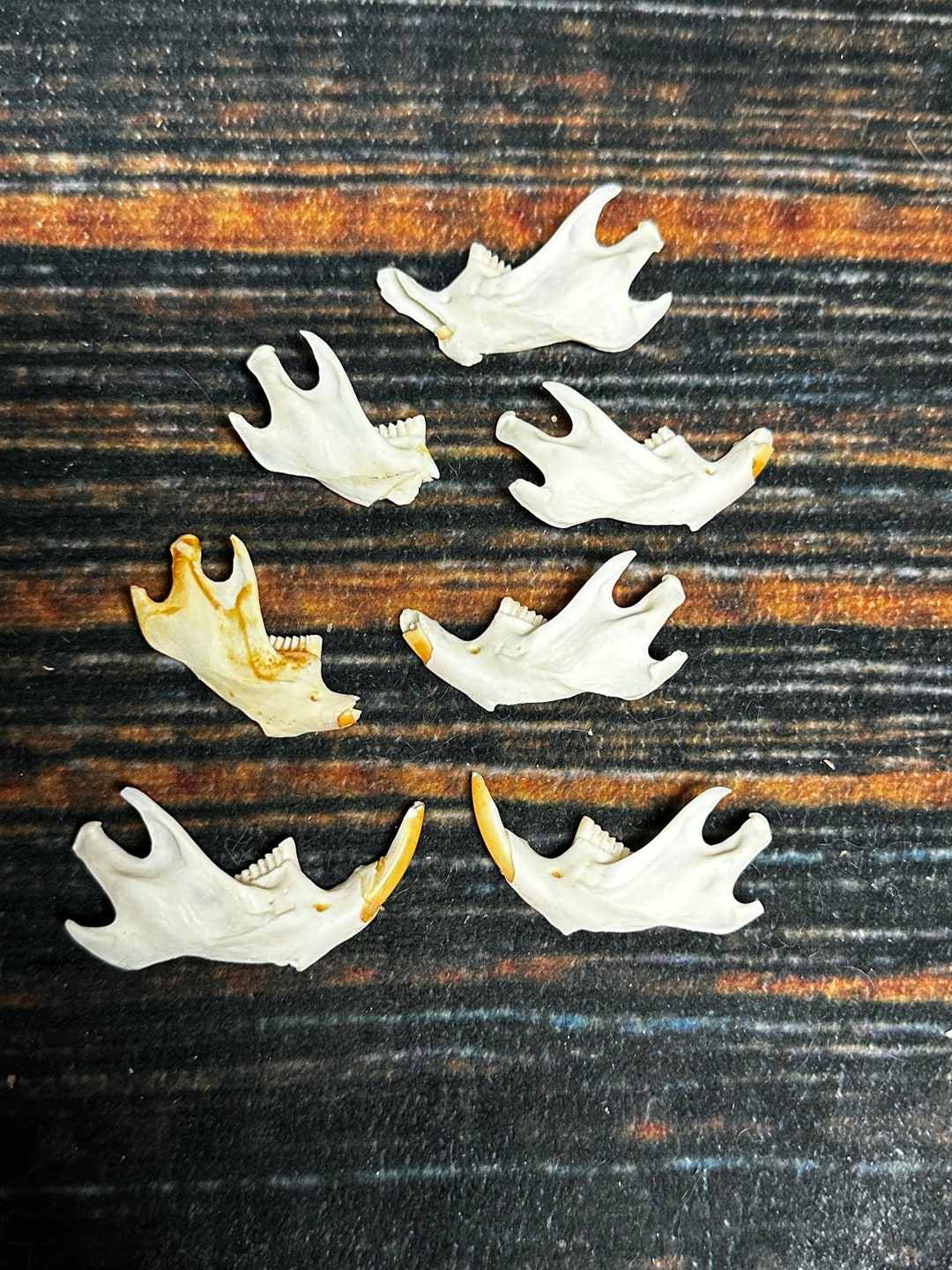 7 Muskrat Jaw Set Knife Handle Man Cave Craft Supply MOUNTAIN Man ...