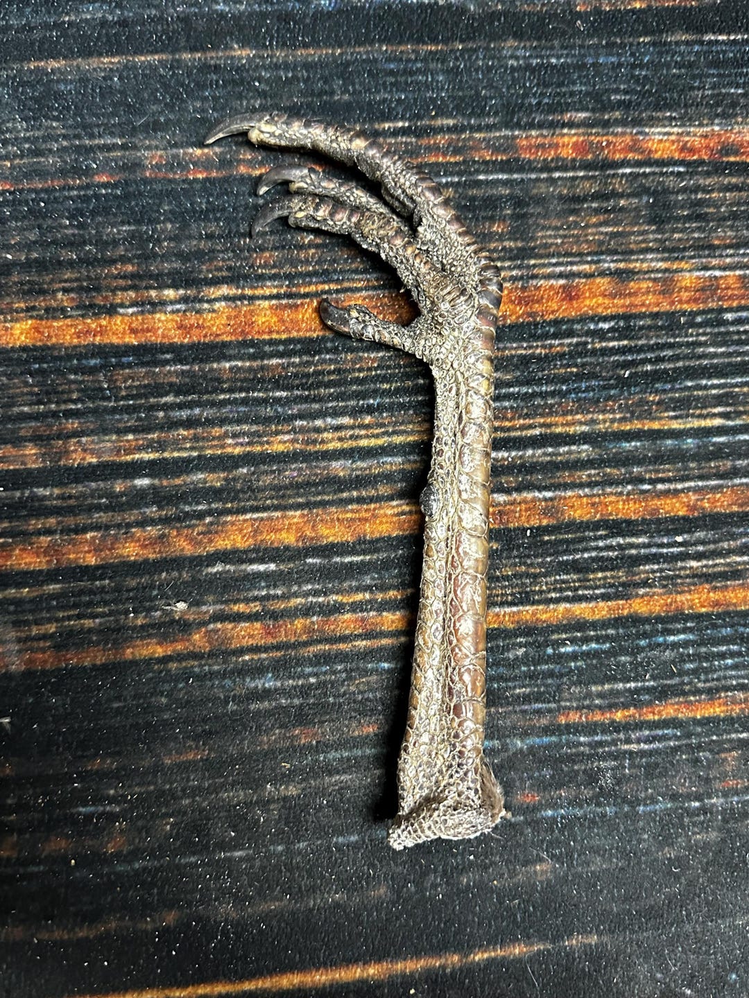 Real Wild Turkey Foot Taxidermy Mount Art Feet Voodoo Unique Christmas ...