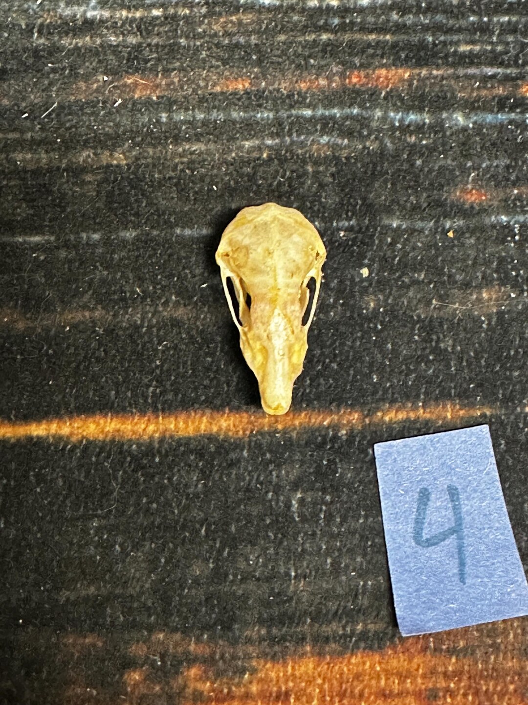 Odd Real XL Mole Skull Animal Bone Unique Christmas Gift Collection ...