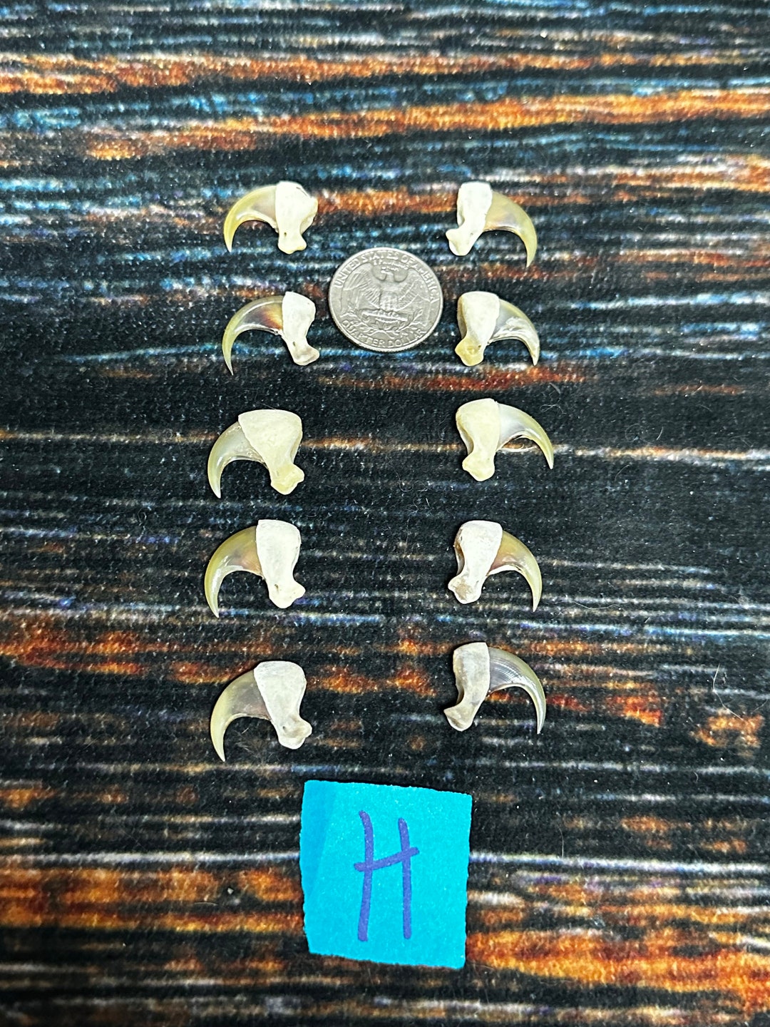 10 American Bobcat Claws Art Craft Supply Jewelry Ring Choker Necklace ...