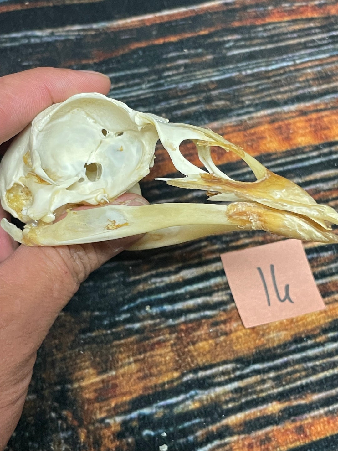 Real XL Turkey Skull Animal Fowl Unique Christmas Gift Art Bird Mount ...