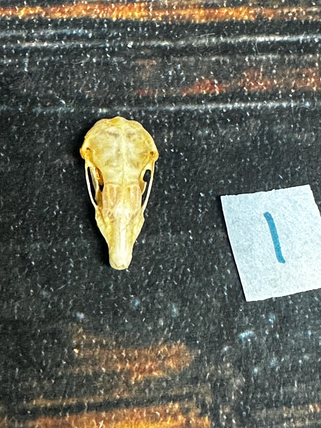 Odd Real XL Mole Skull Animal Bone Unique Christmas Gift Collection ...