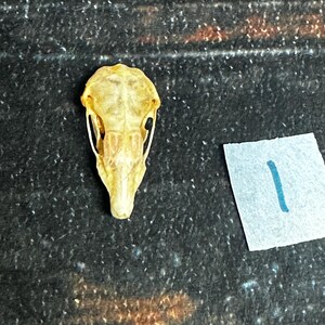 Odd Real XL Mole Skull Animal Bone Unique Christmas Gift Collection ...
