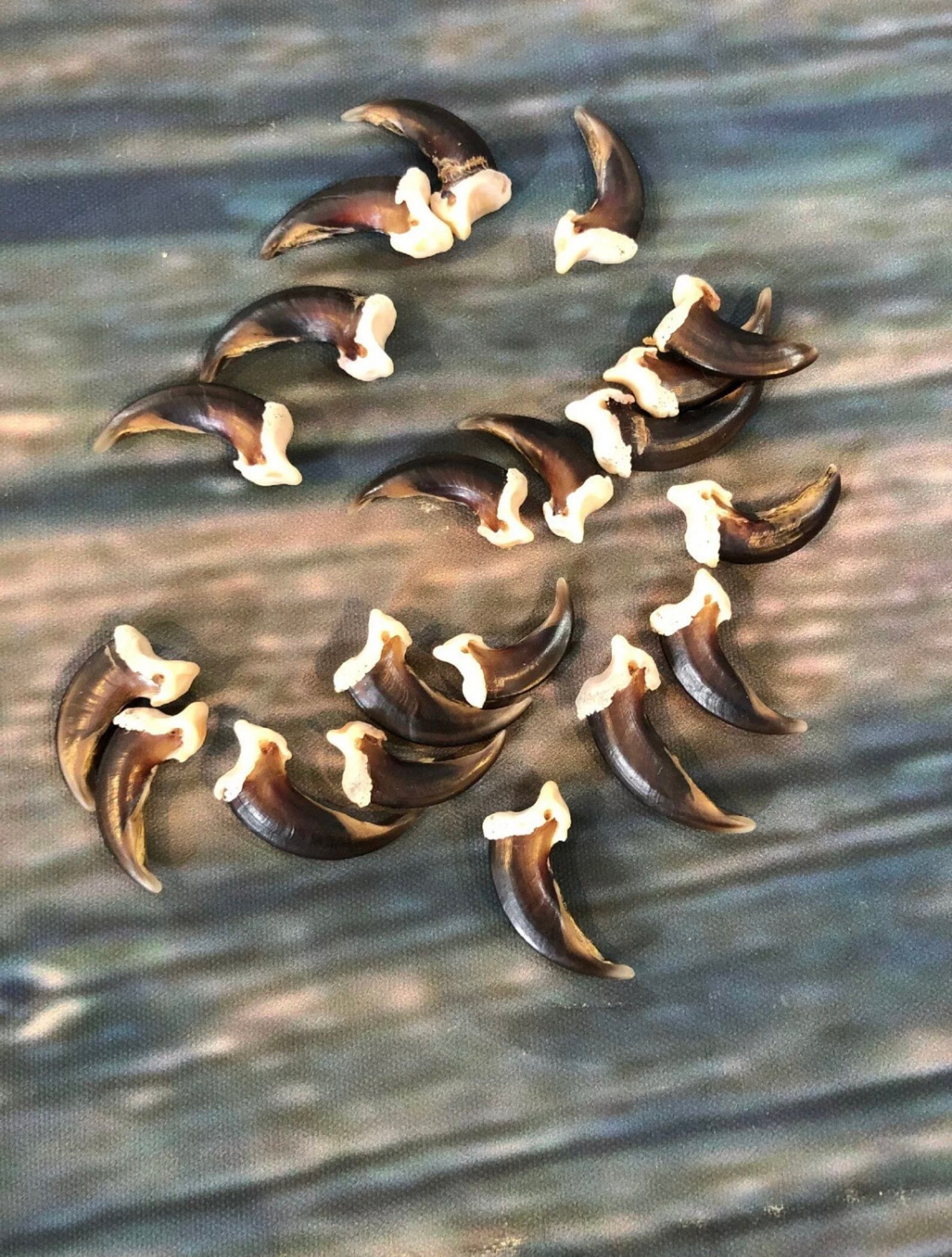 20 Real Coyote Claws Mountain Man Witch Craft Steampunk - Etsy