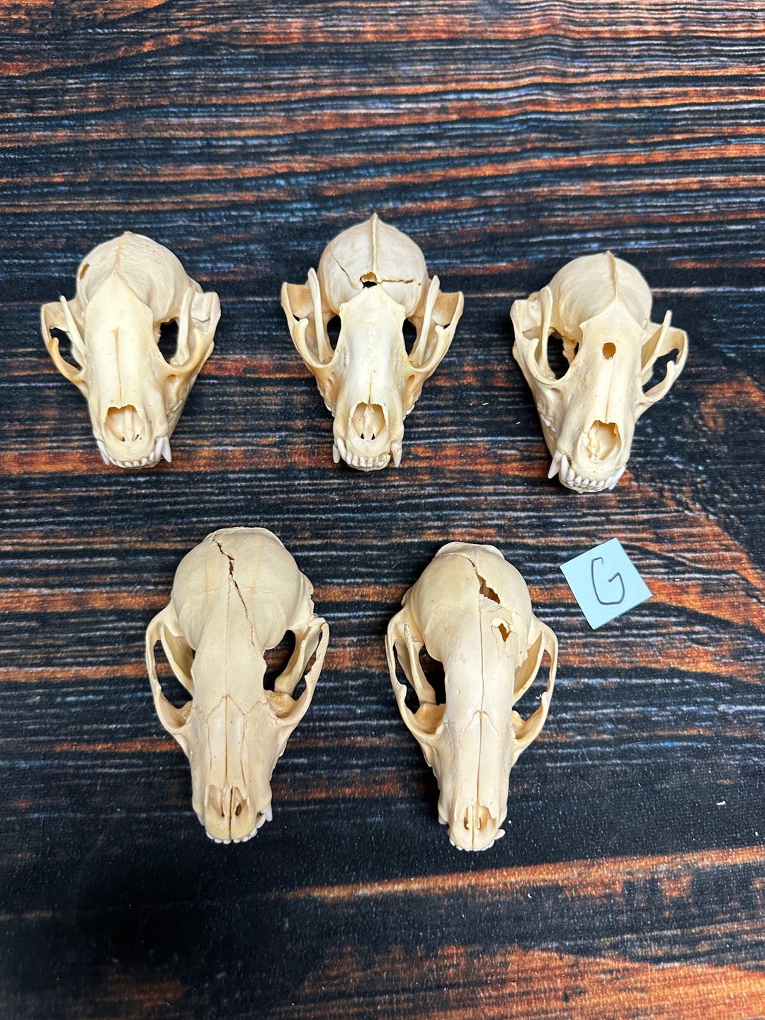 5 Real Raccoon Skulls Heads Bone Educational Model Garden Decor ...