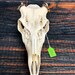 Real Wild Turkey Foot Taxidermy Mount Art Feet Voodoo Unique Christmas ...
