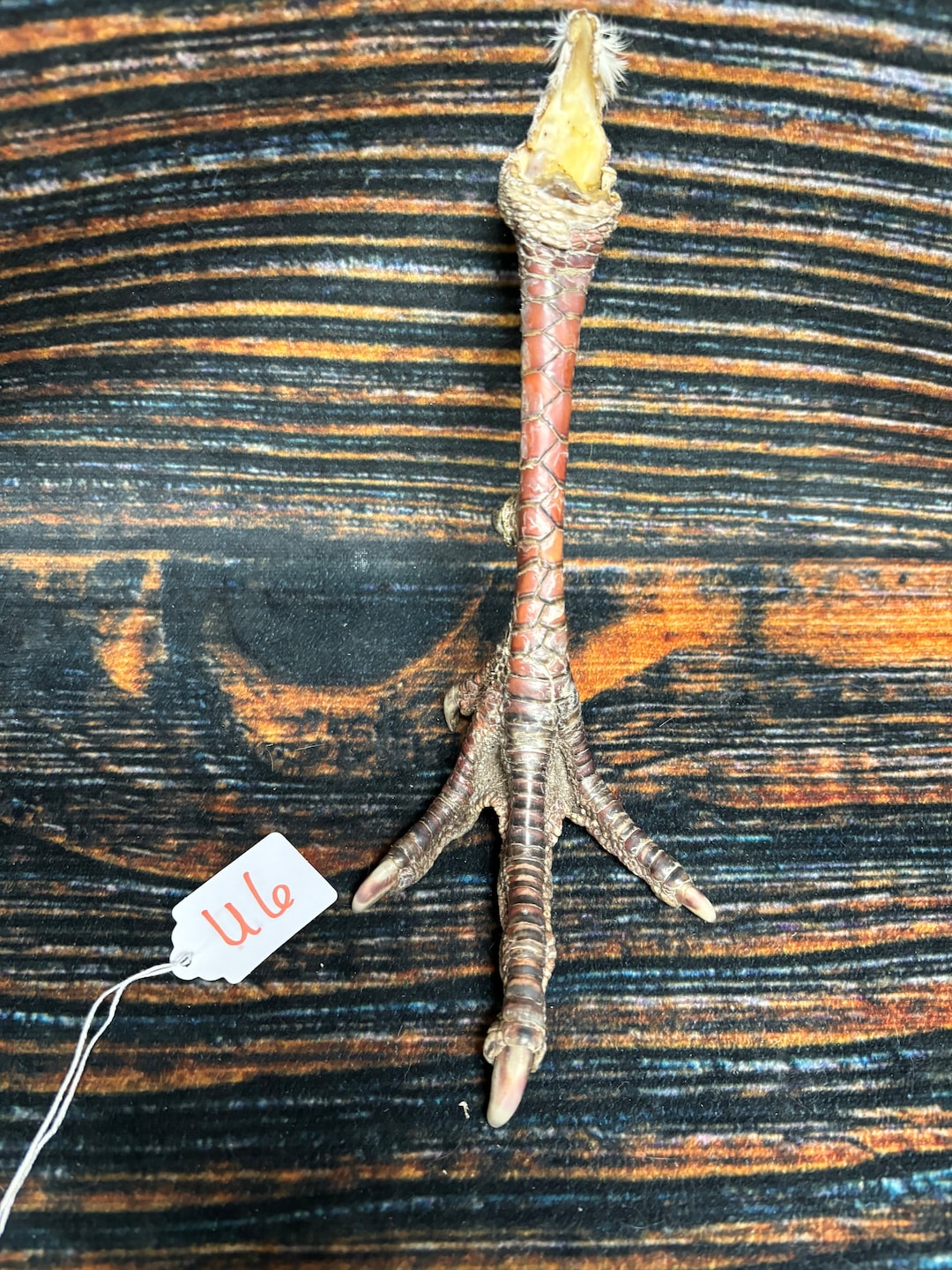 Real Wild Turkey Foot Taxidermy Mount Art Feet Voodoo Unique Christmas ...