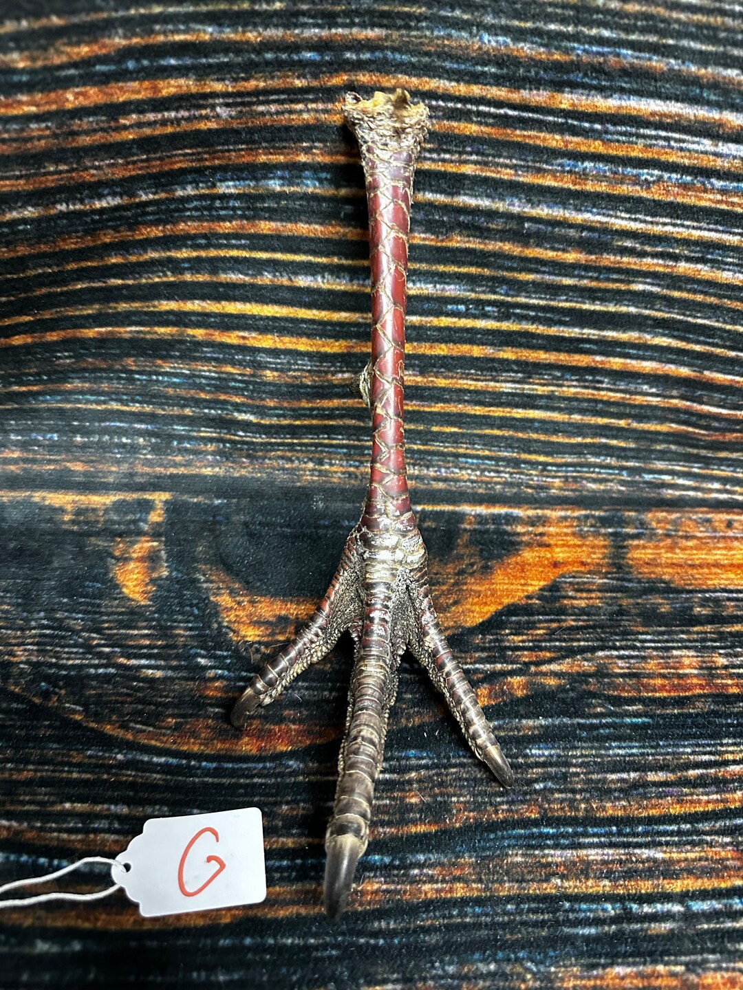 Real Wild Turkey Foot Taxidermy Mount Art Feet Voodoo Unique Christmas ...