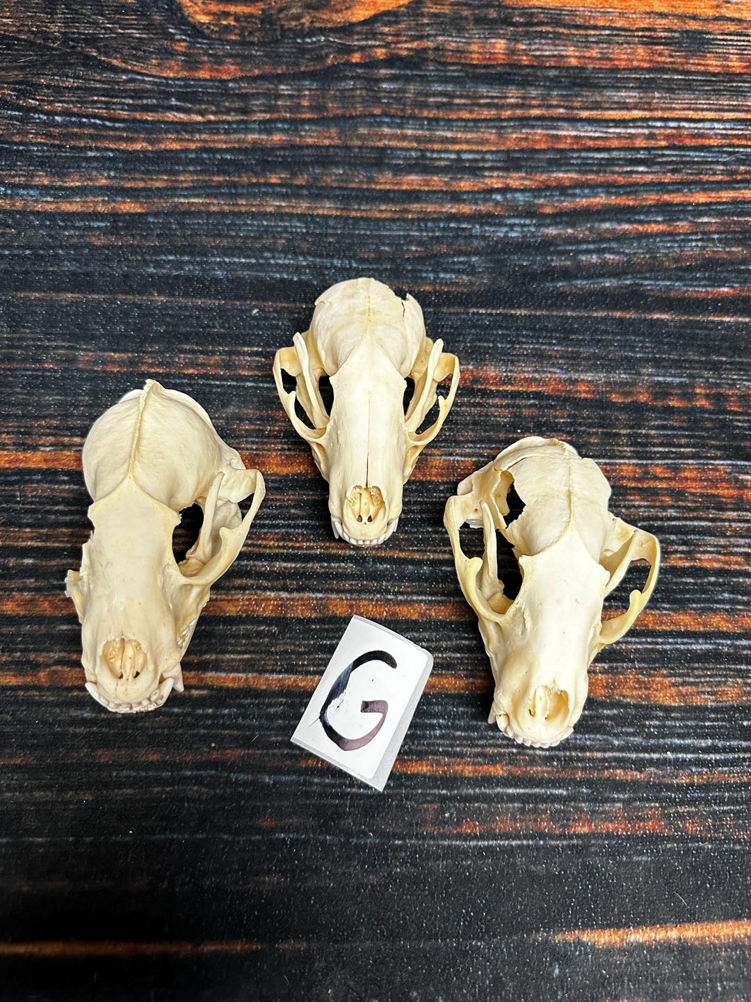 3 Real Raccoon Skulls Heads Bone Educational Model Garden Decor ...
