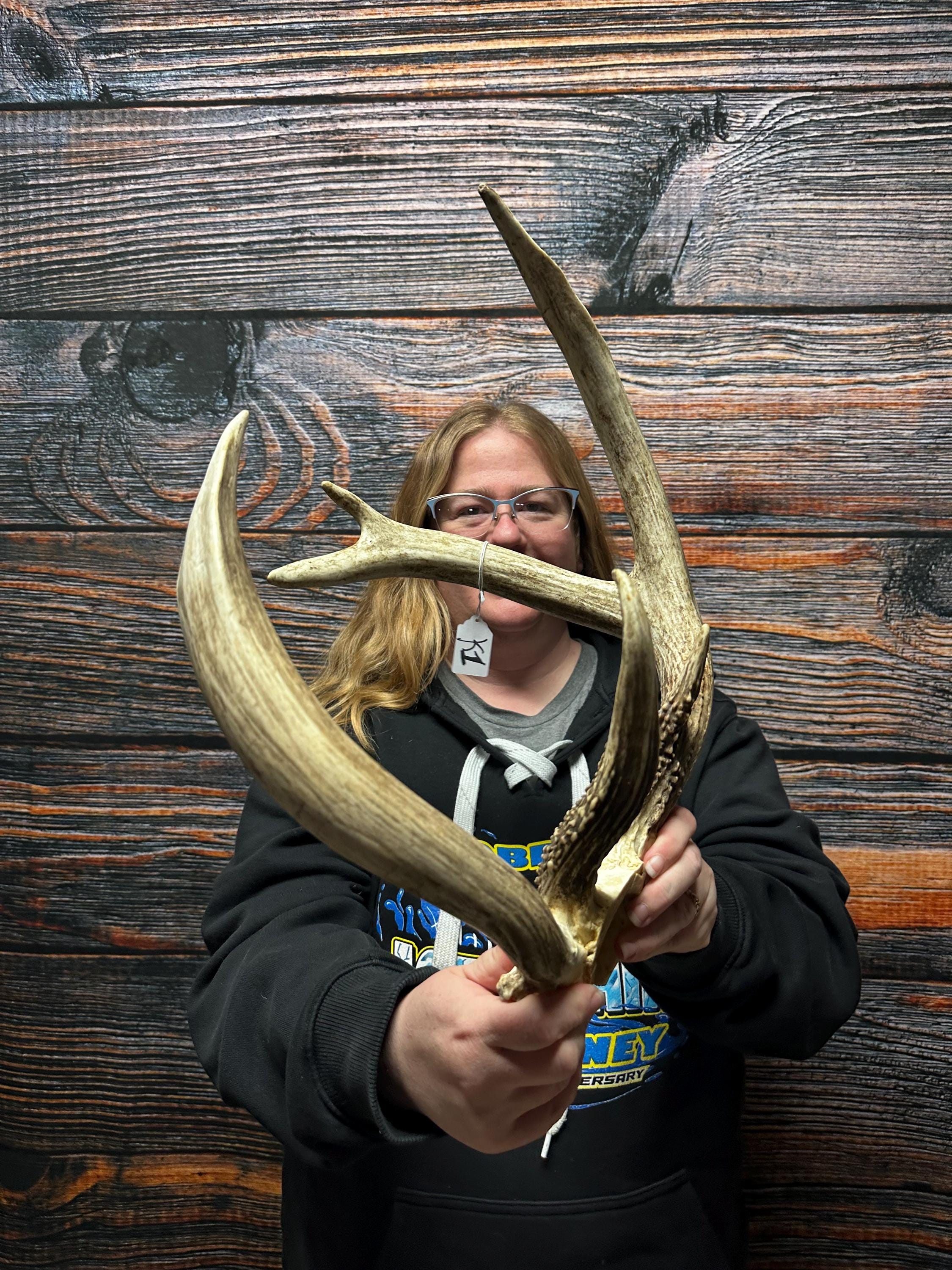 Trophy Freak Wild 6 Point Whitetail Deer Rack Odd Antler Rare Mount ...