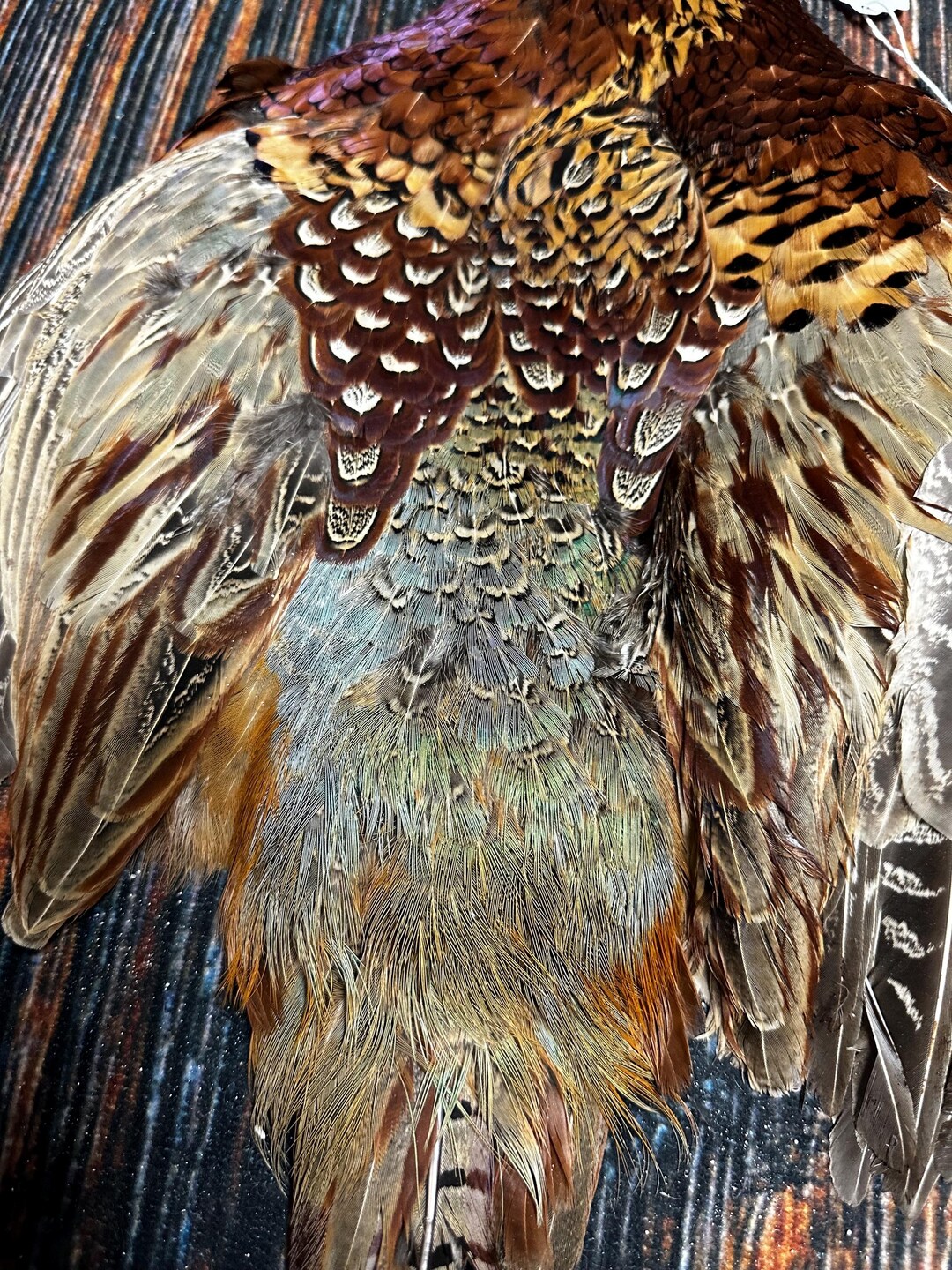 Real Ringneck Pheasant Skin Feather Millinery Bustle Western Decor Art ...