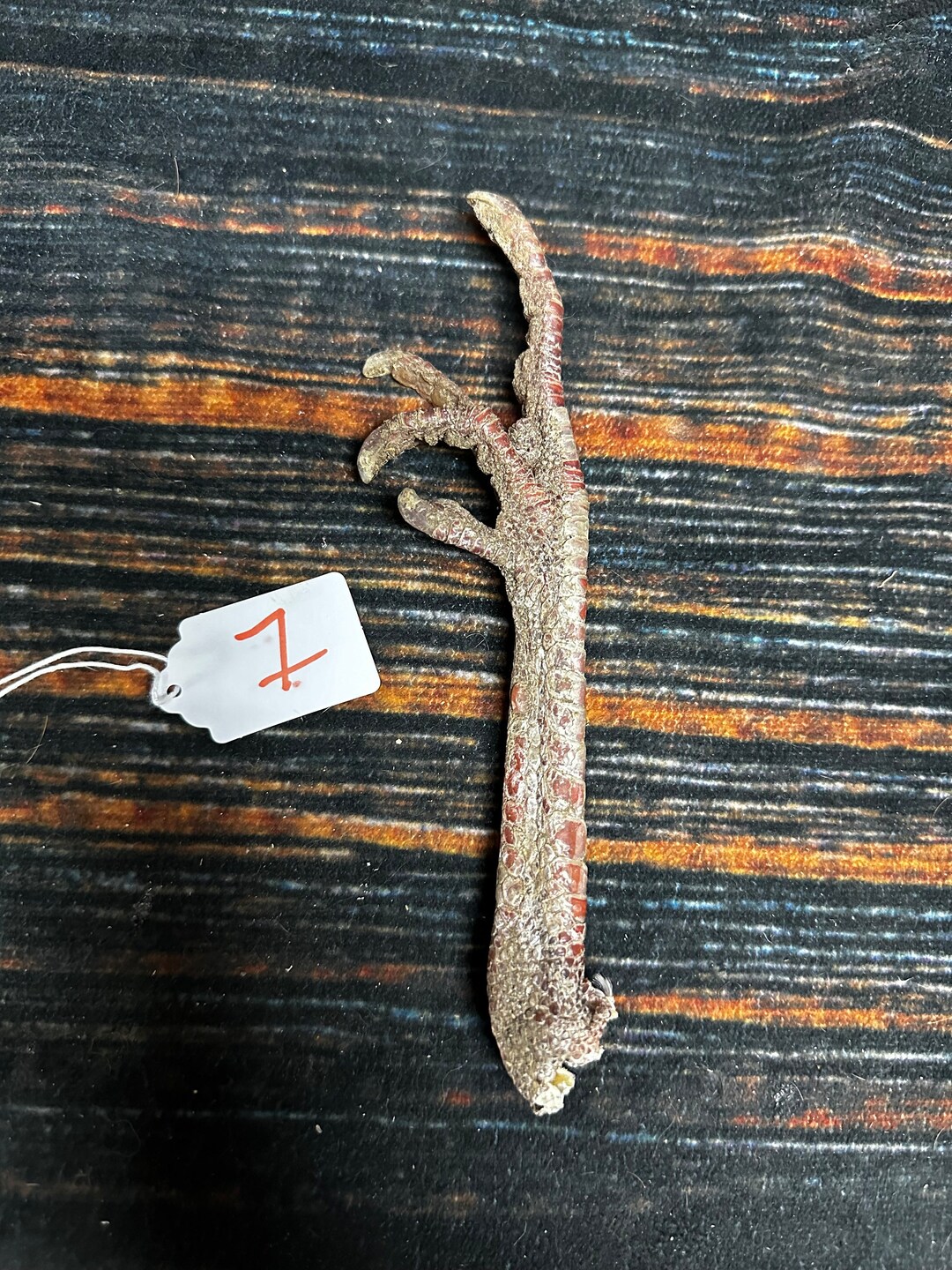 Real Wild Turkey Foot Taxidermy Mount Art Feet Voodoo Unique Christmas ...