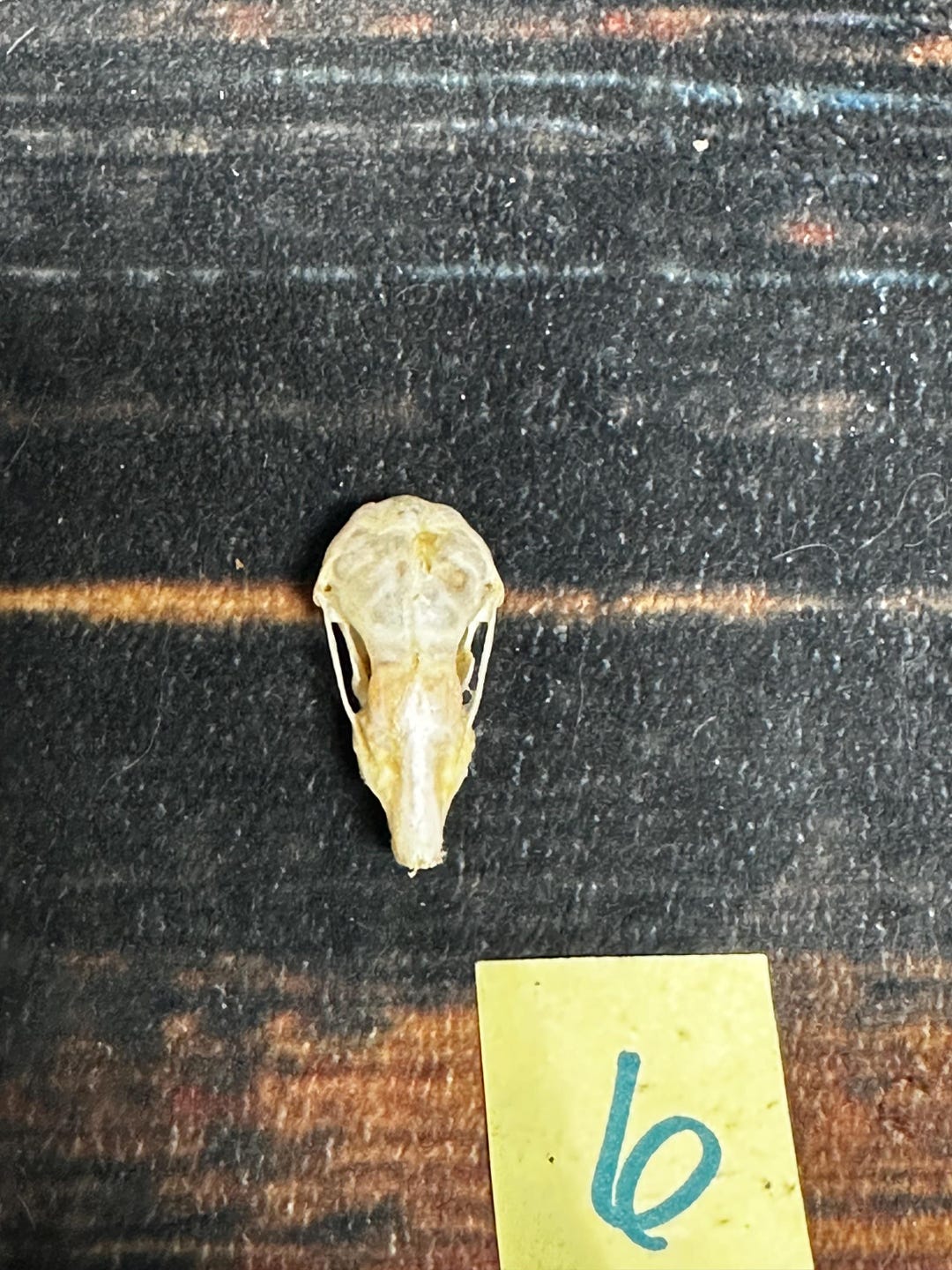 Odd Real XL Mole Skull Animal Bone Unique Christmas Gift Collection ...