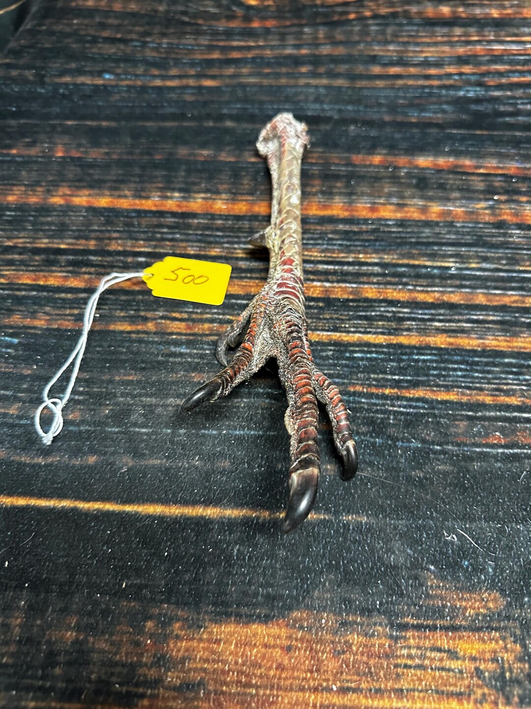 Real Wild Turkey Foot Taxidermy Mount Art Feet Voodoo Unique Christmas ...