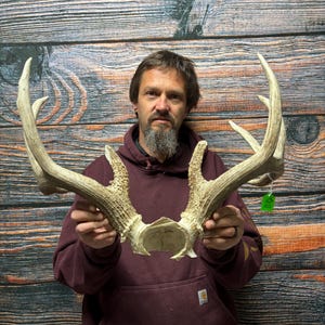 Trophy Wild 14 Point Whitetail Deer Rack Antler Mount Horn Head Unique ...