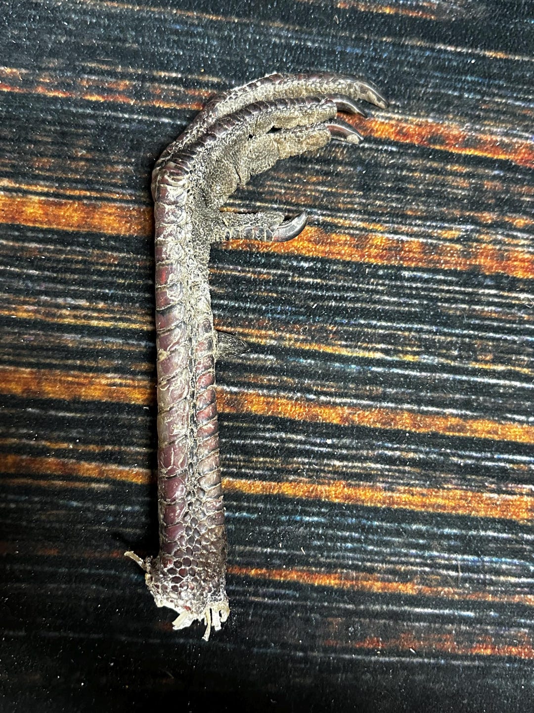 Real Wild Turkey Foot Taxidermy Mount Art Feet Voodoo Unique Christmas ...