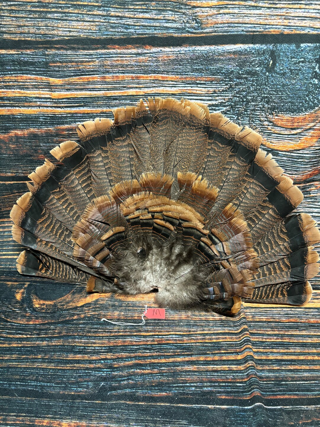 Real Wild Turkey Tail Feather Millinery Big Tom Decoy Bustle Western ...