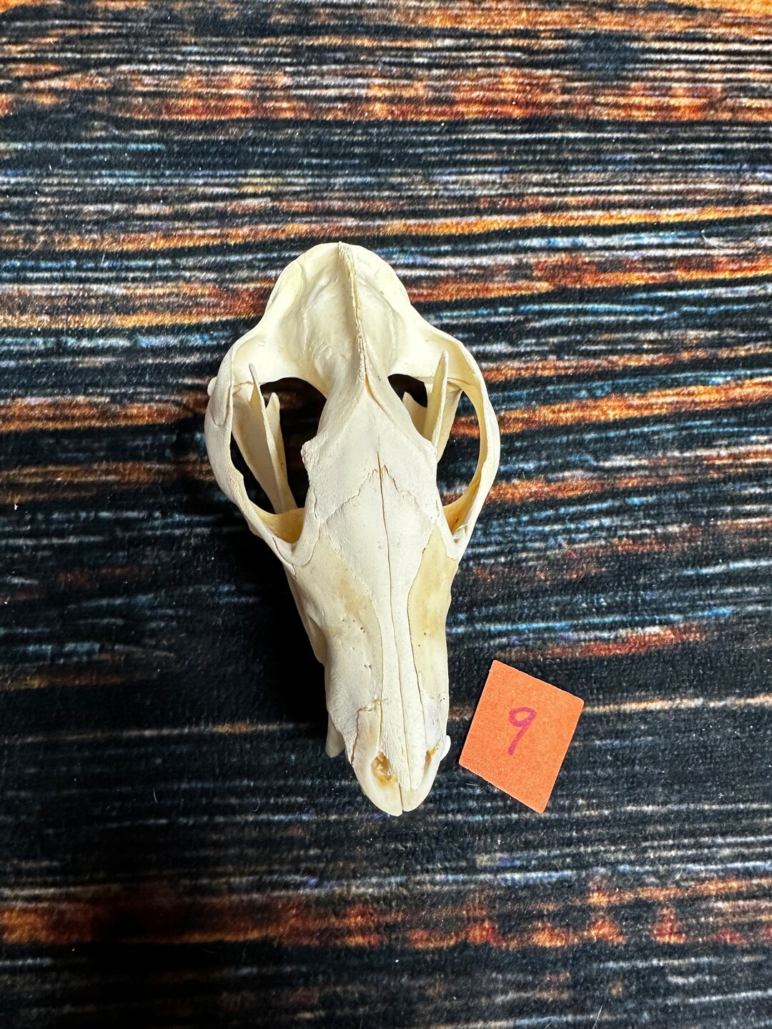Real Opossum Skull Bone Animal Mount Odd Unique Christmas Gift Western ...