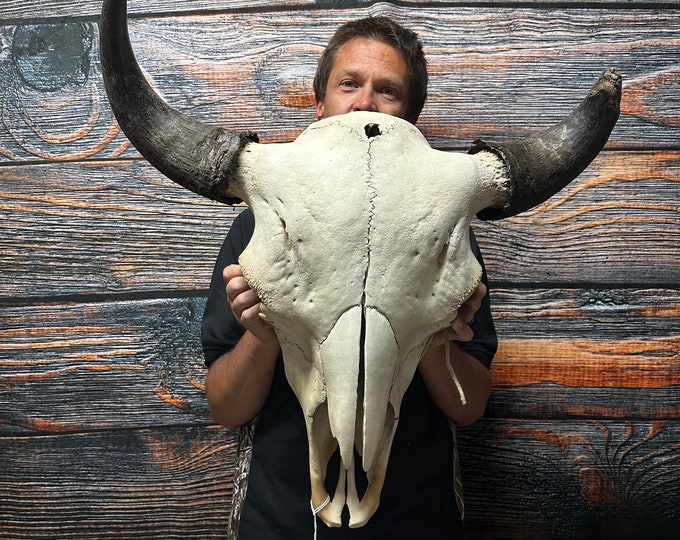 Real American Bison Buffalo Skull Western Yard Decor Art Craft Supplies ...