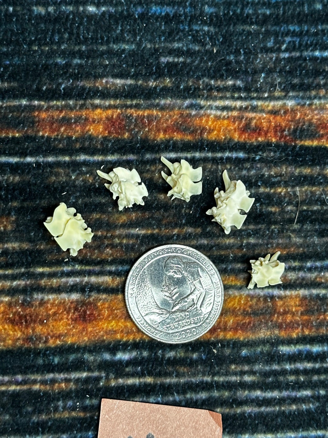 5 Real Fuzed Rattlesnake Vertebrae Bone Gothic Voodoo Witchcraft Craft ...