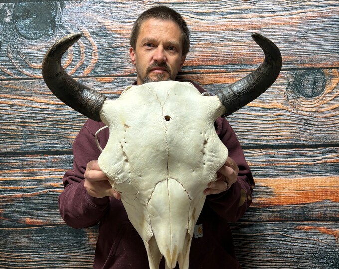 Female Buffalo Bison Skull Unique Christmas Gift Western Cabin Man Cave ...