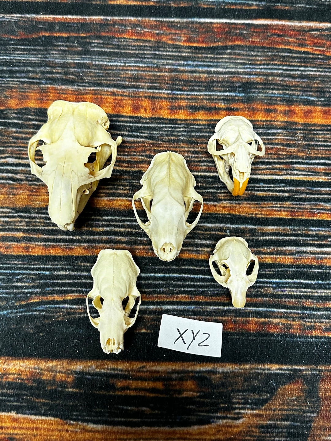 5 Real Animal Skulls Squirrel Skunk Jackrabbit Mink Educational Model ...