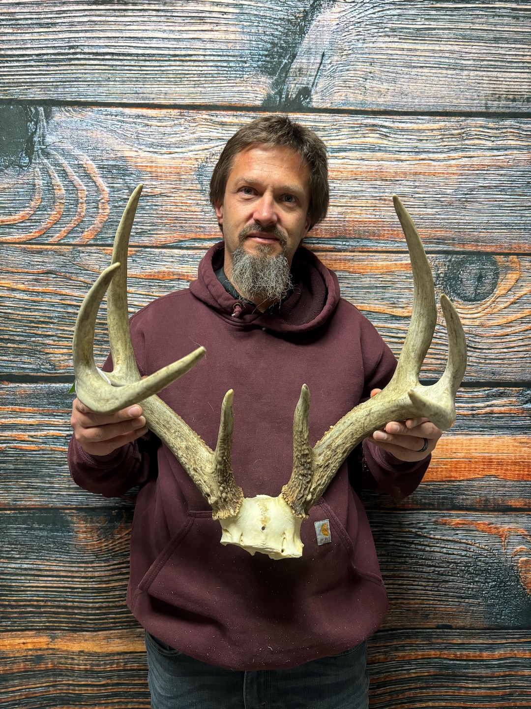 Trophy Wild 8 Point Whitetail Deer Rack Antler Mount Horn Head Unique ...