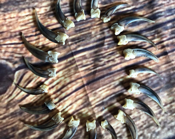 Badger Claws, Animal Claws for Jewelry Making, Tribal Jewelry Supplies ...