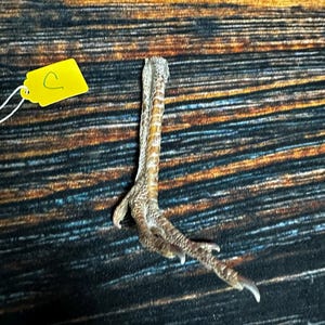 Real Wild Turkey Foot Taxidermy Mount Art Feet Voodoo Unique Christmas ...