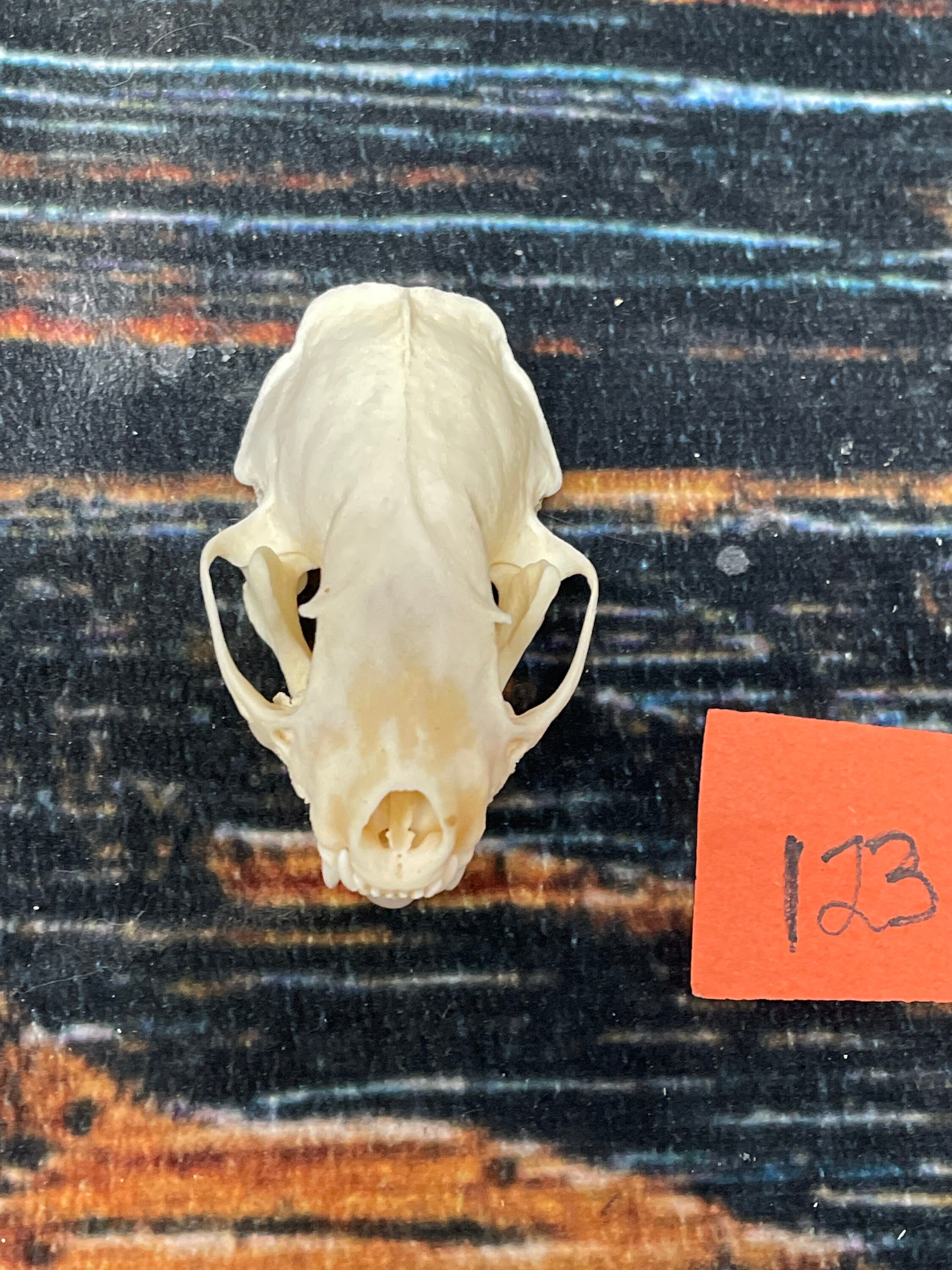 Spilogale Putorius Skull