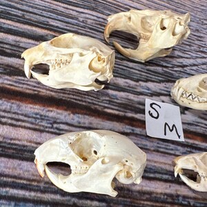 5 Real Animal Skulls Gopher Muskrat Squirrel Educational Model Garden ...