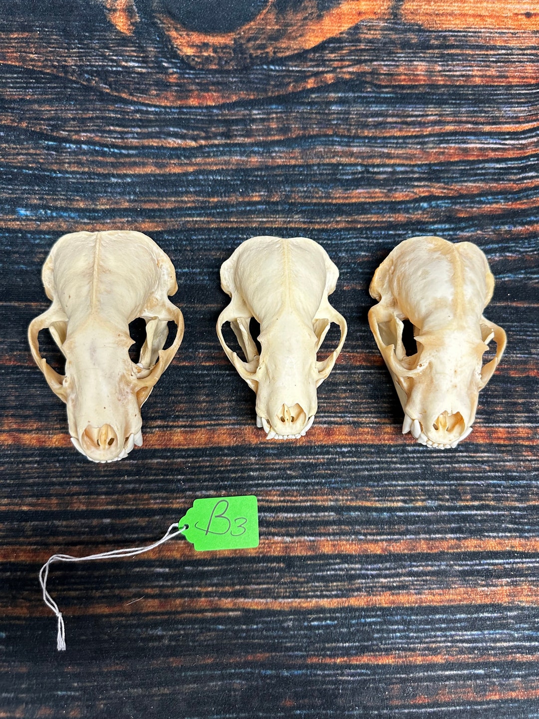 3 Real BADGER Skulls Bone Animal Mount Man Cave Cabin Decor Art Craft ...