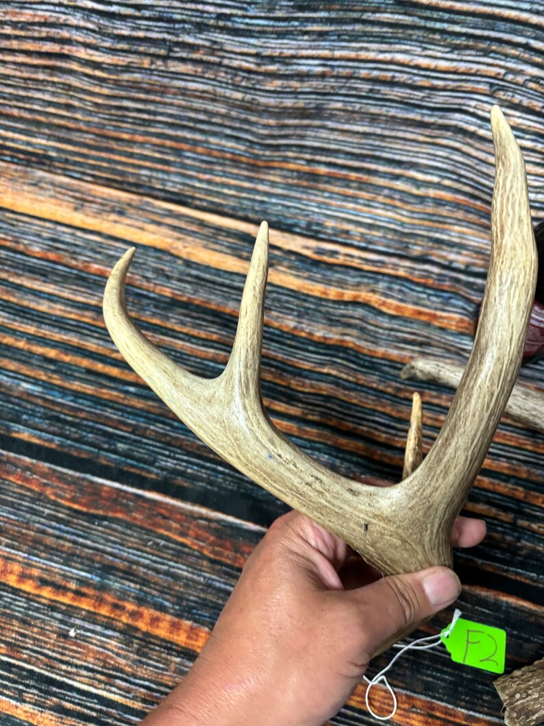 2 Wild Whitetail Deer Antler Horn Unique Christmas Gift Man Cave ...