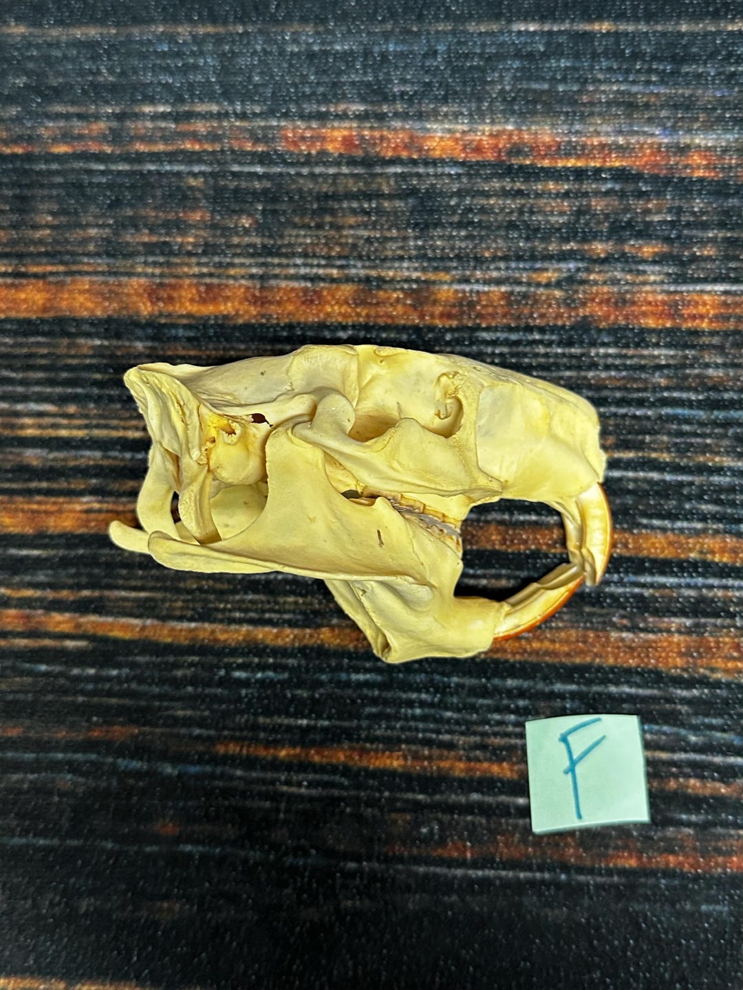 Real XXL Nutria Skull Gothic Unique Christmas Gift Halloween Cabin Man ...