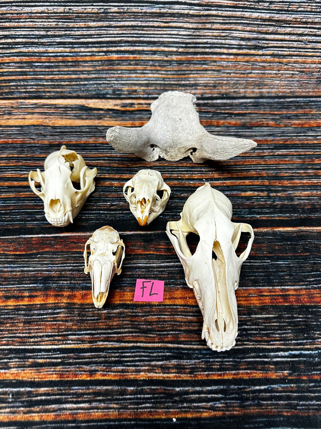 5 Real Animal Skulls Antelope Rabbit Porcupine Coyote Educational Model ...
