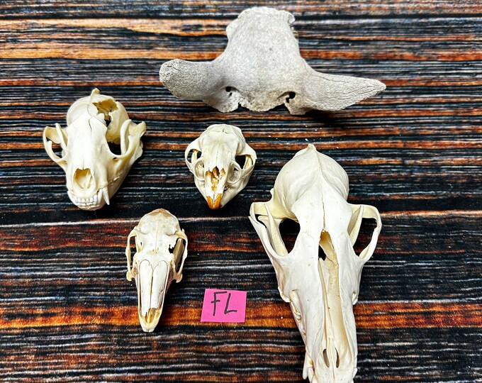 5 Real Animal Skulls Antelope Rabbit Porcupine Coyote Educational Model ...