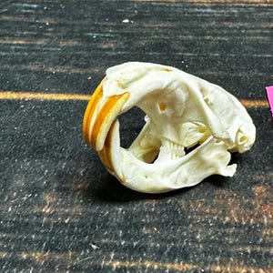 Real XL Pocket Gopher Skull Animal Mount Unique Birthday Gift Art ...