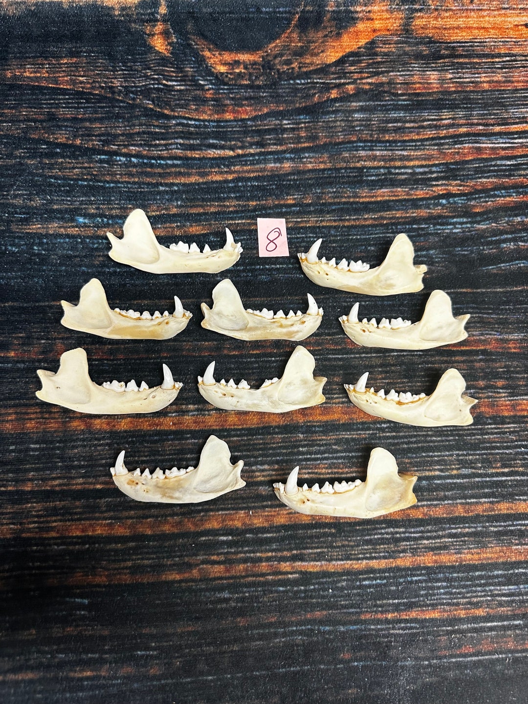 10 Real Badger Jaws KNIFE Handle Craft Art Supply Mountain Man She Shed ...