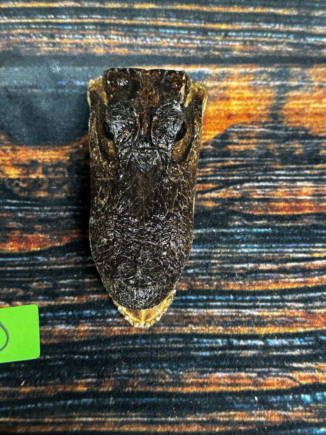 Real Alligator Head Taxidermy Mount Man Cave Western Cabin Decor Craft ...