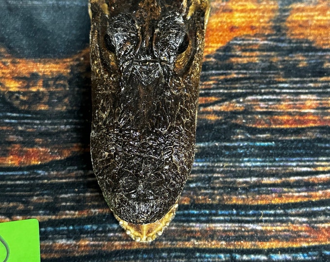 Real Alligator Head Taxidermy Mount Man Cave Western Cabin Decor Craft ...