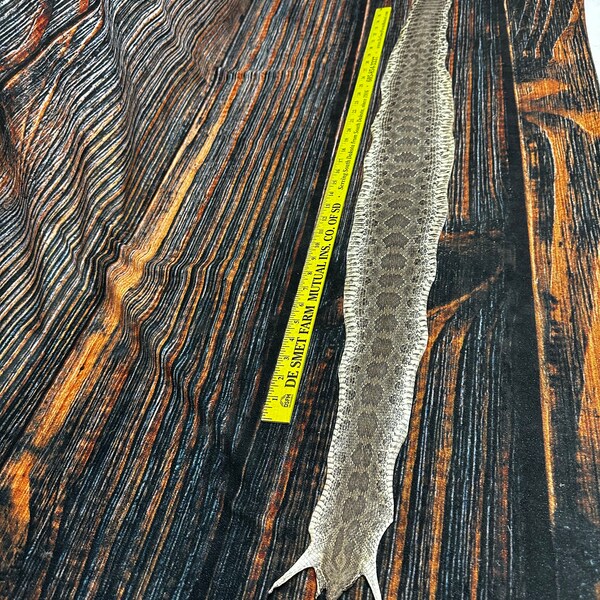 Rattlesnake Skin - Etsy