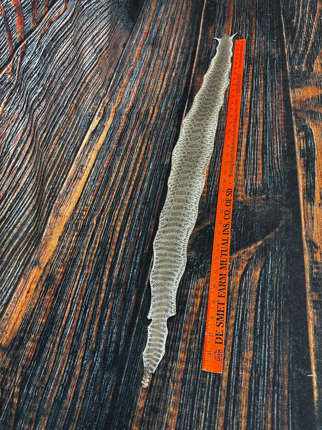 REAL Rattlesnake Skin Prairie Rattler Hide Dry Tanned Bow Wrap Blank ...