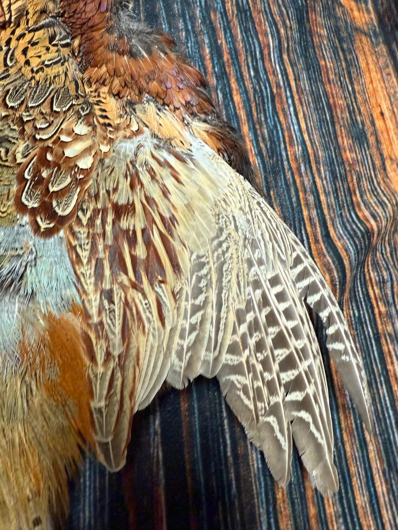 Real Ringneck Pheasant Skin Feather Millinery Bustle Western Decor Art ...