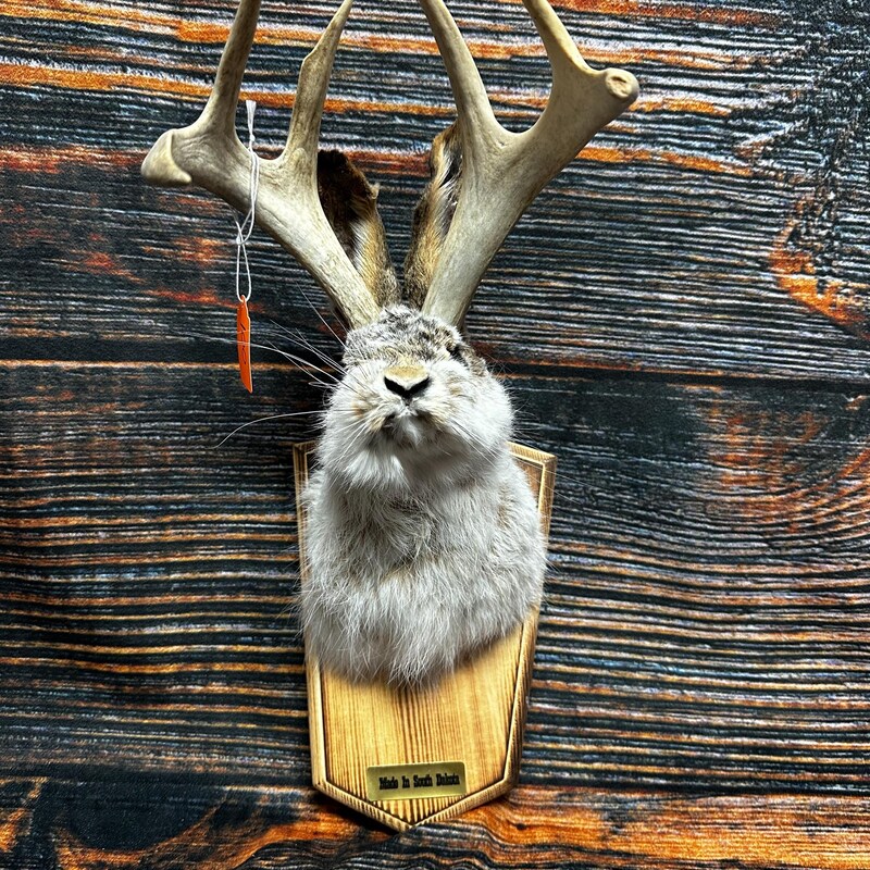 Jackalope Taxidermy - Etsy