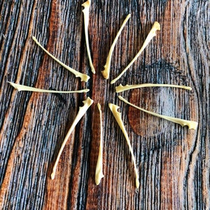 10 Real Red Fox Leg Bones Art Craft Supply Jewelry Earring Gothic ...